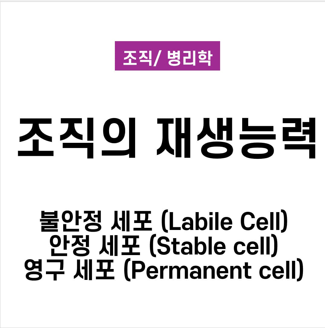조직의 재생 능력의 차이 (Labile vs Stable vs Permanent Tissue) - 의학당