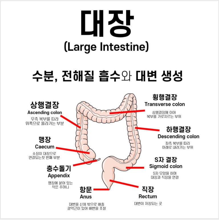 대장의 구조 (Structure of Large Intestine) - 의학당