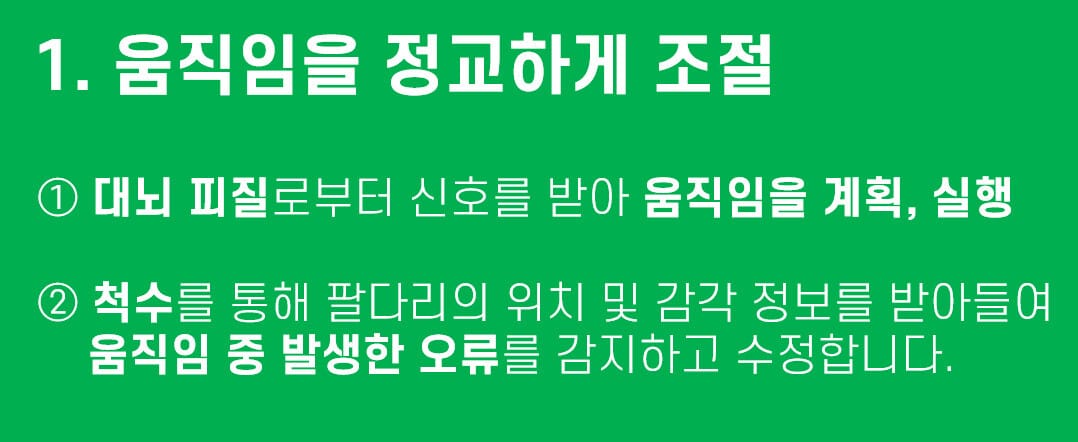 소뇌 Cerebellum 의학당
