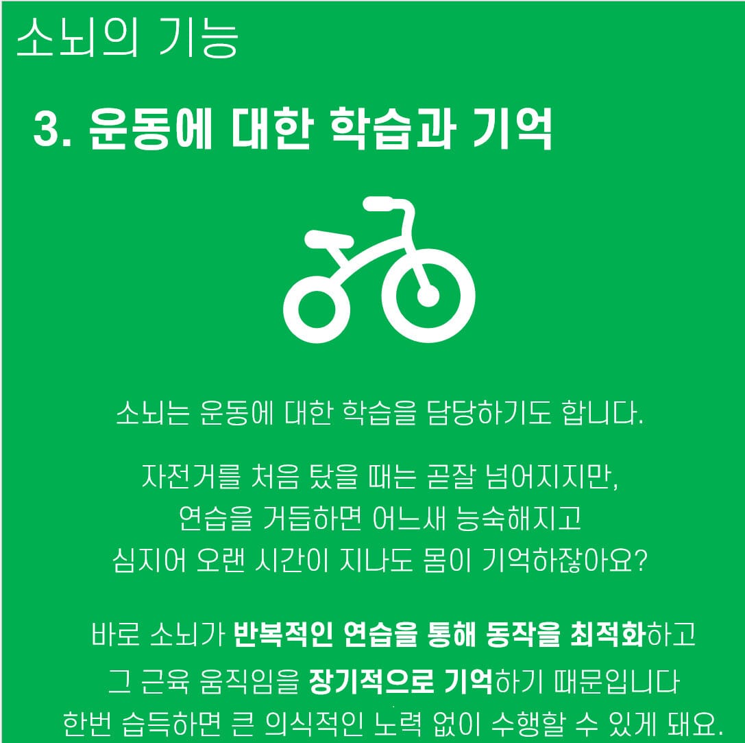 소뇌 Cerebellum 의학당