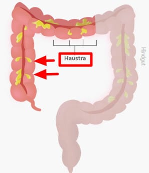 대장의 구조 (Structure of Large Intestine) - 의학당