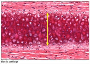 연골 (Cartilage) - 의학당