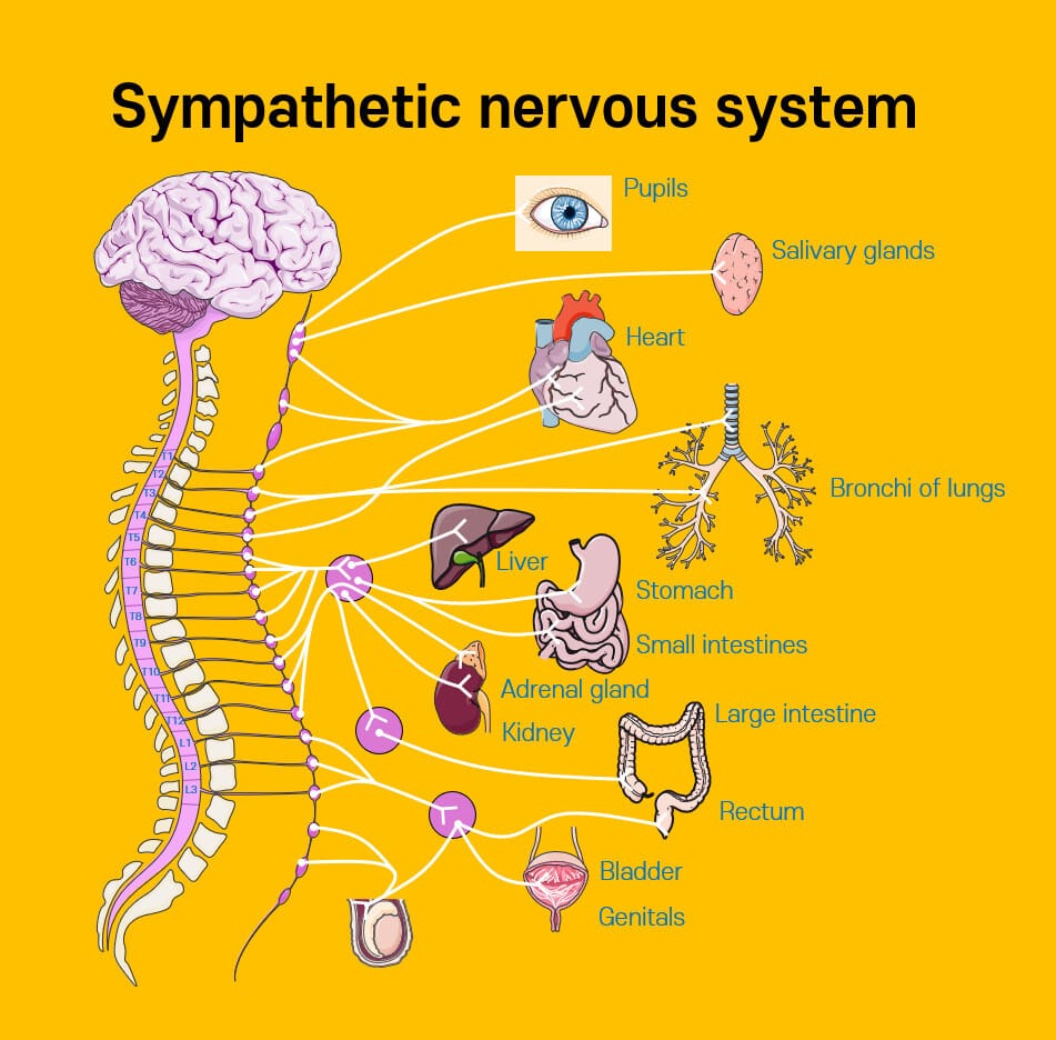 교감신경계와 부교감신경계 (Sympathetic Nervous System, Parasympathetic Nervous ...