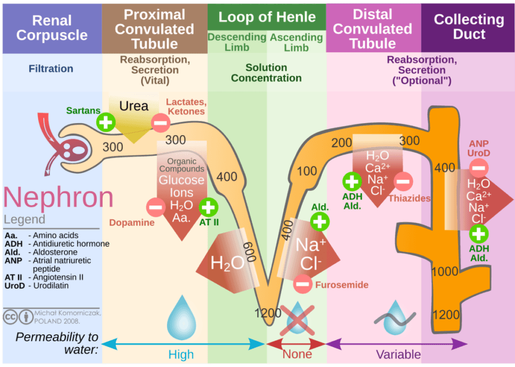 소변 생성 기전 (Urine Formation) - 의학당