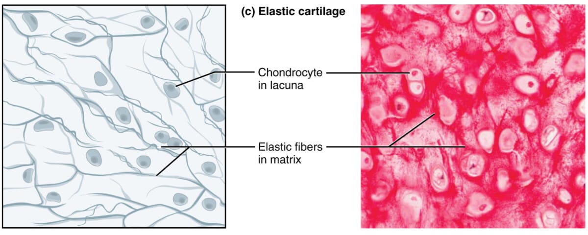 연골 (Cartilage) - 의학당