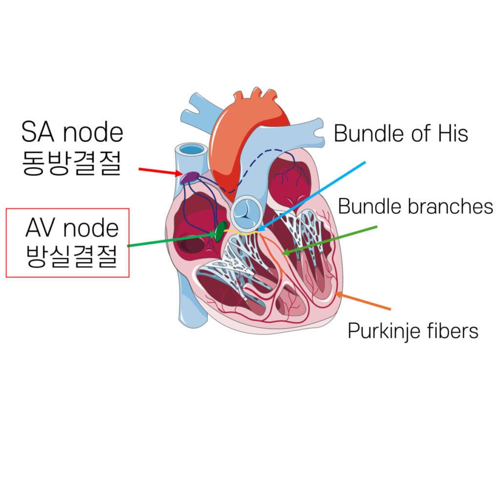 심장의 전기 전도 (Heart Conduction System) - 의학당