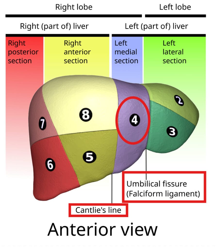 간의 분절 (Liver Segments - Couinaud System) - 의학당