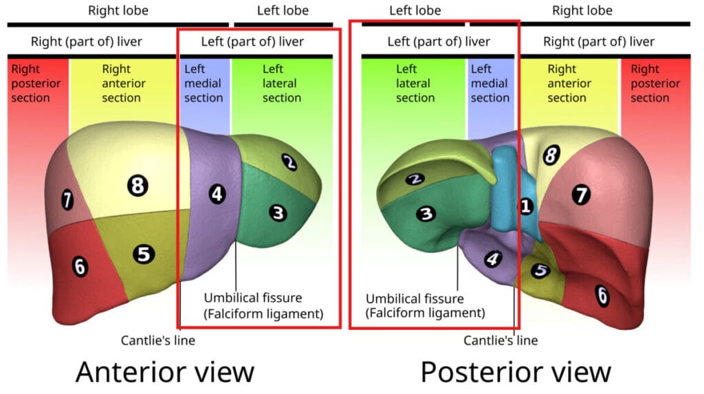 간의 분절 (Liver Segments - Couinaud System) - 의학당