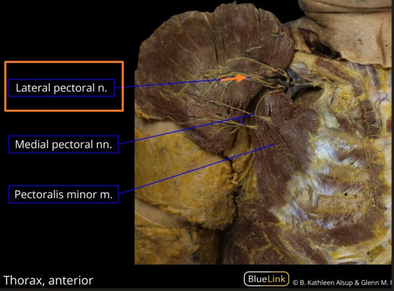 흉곽 (Thorax Anatomy) - 의학당