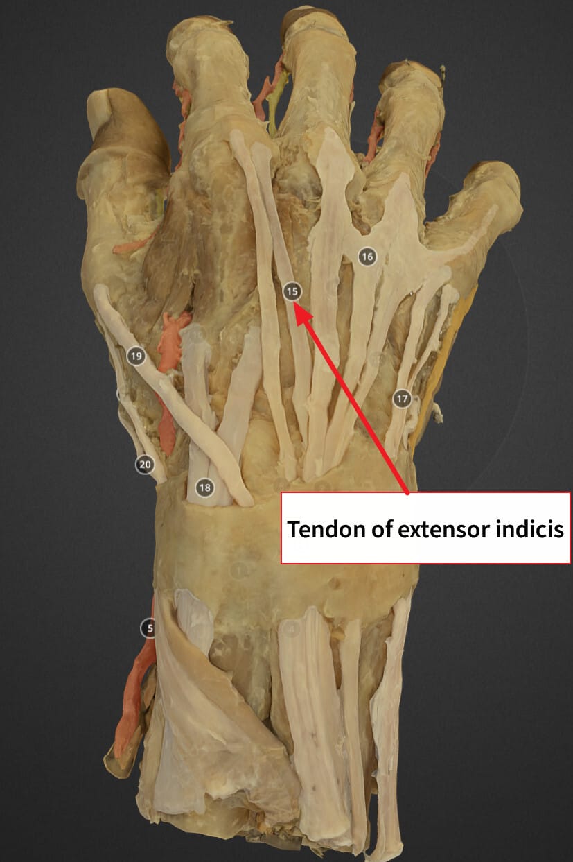 손 해부학 (Hand Anatomy) - 의학당